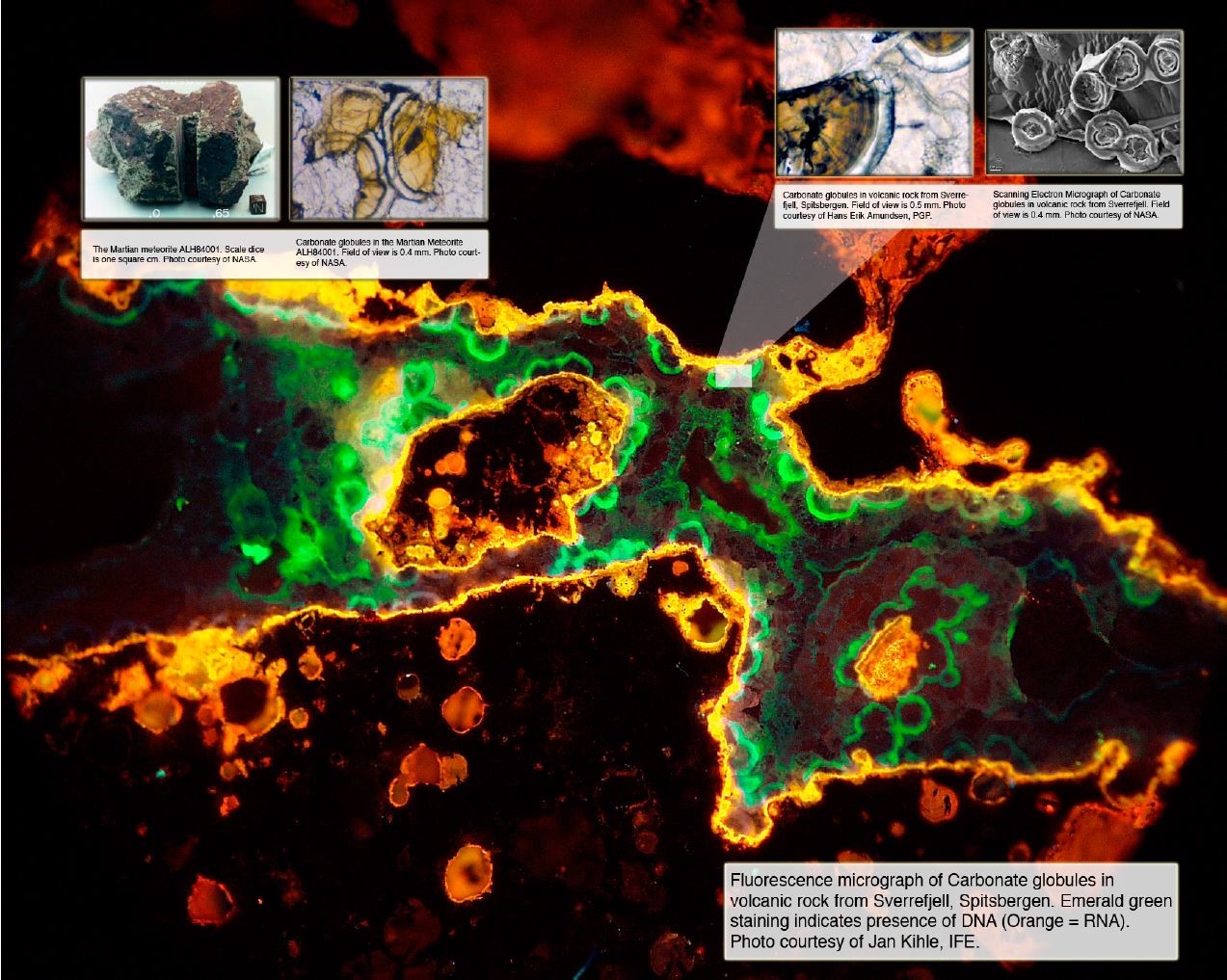 Optical Microscopy at IFE - IFE